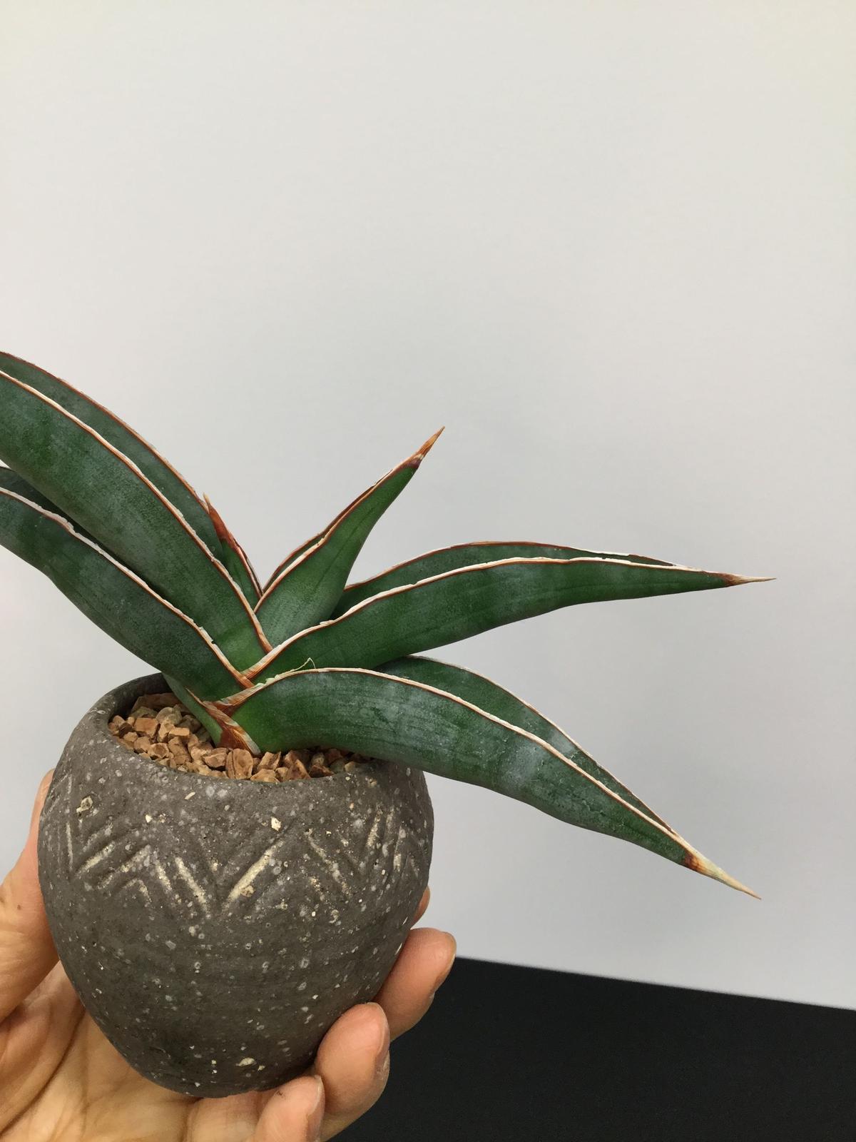 Sansevieria rorida 'Lavranos 23395' サンセベリア ロリダ...