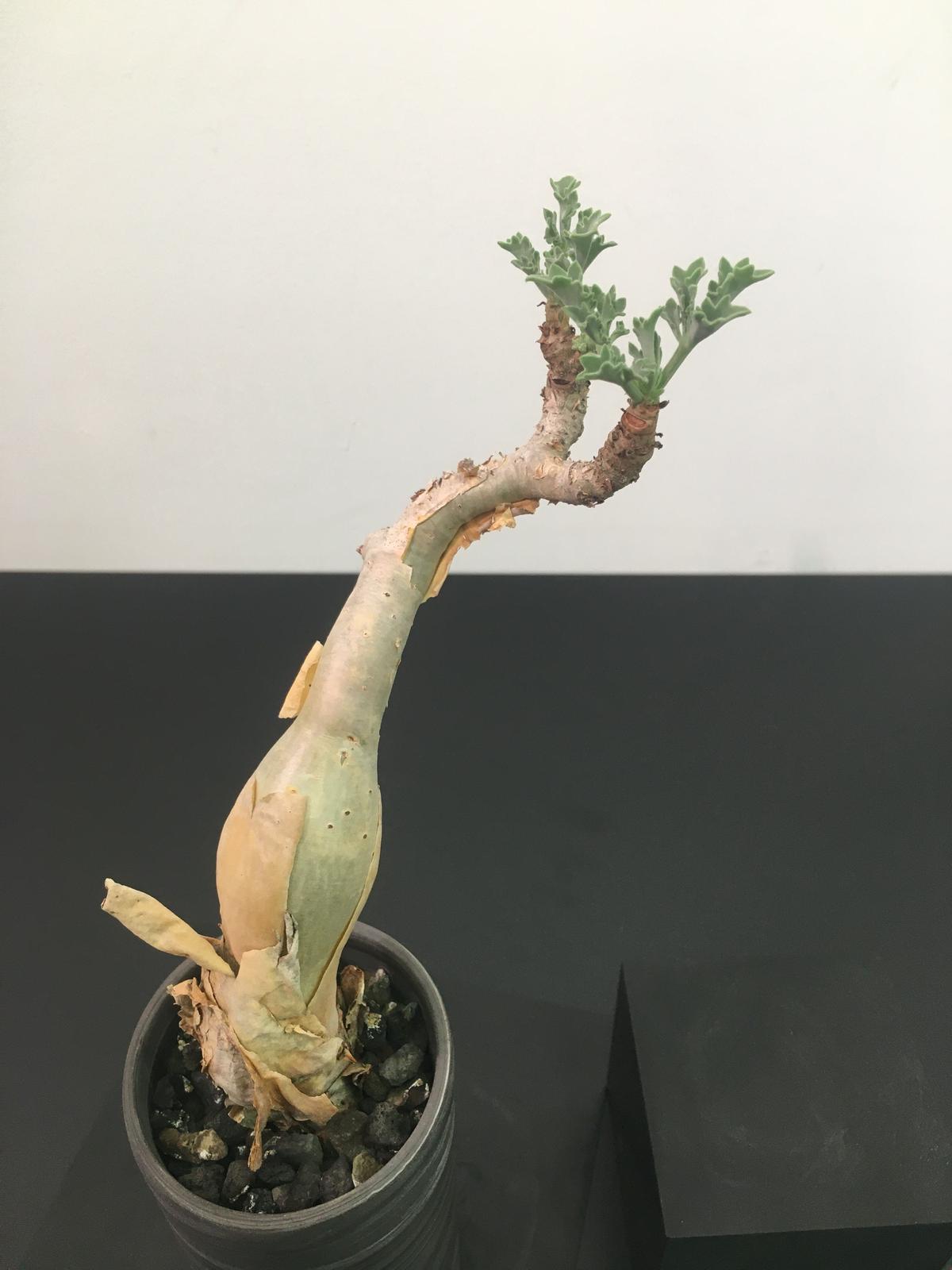 Cyphostemma betiforme キフォステンマ ベティフォルメ | • BOTA...