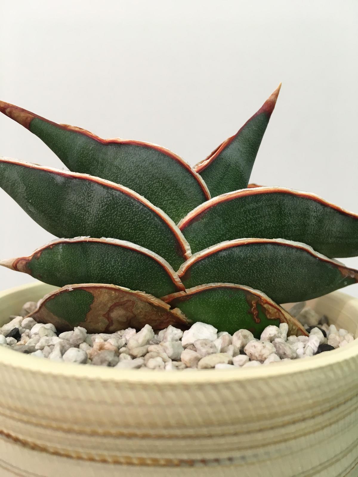 Sansevieria rorida サンセベリア ロリダ | • BOTAN