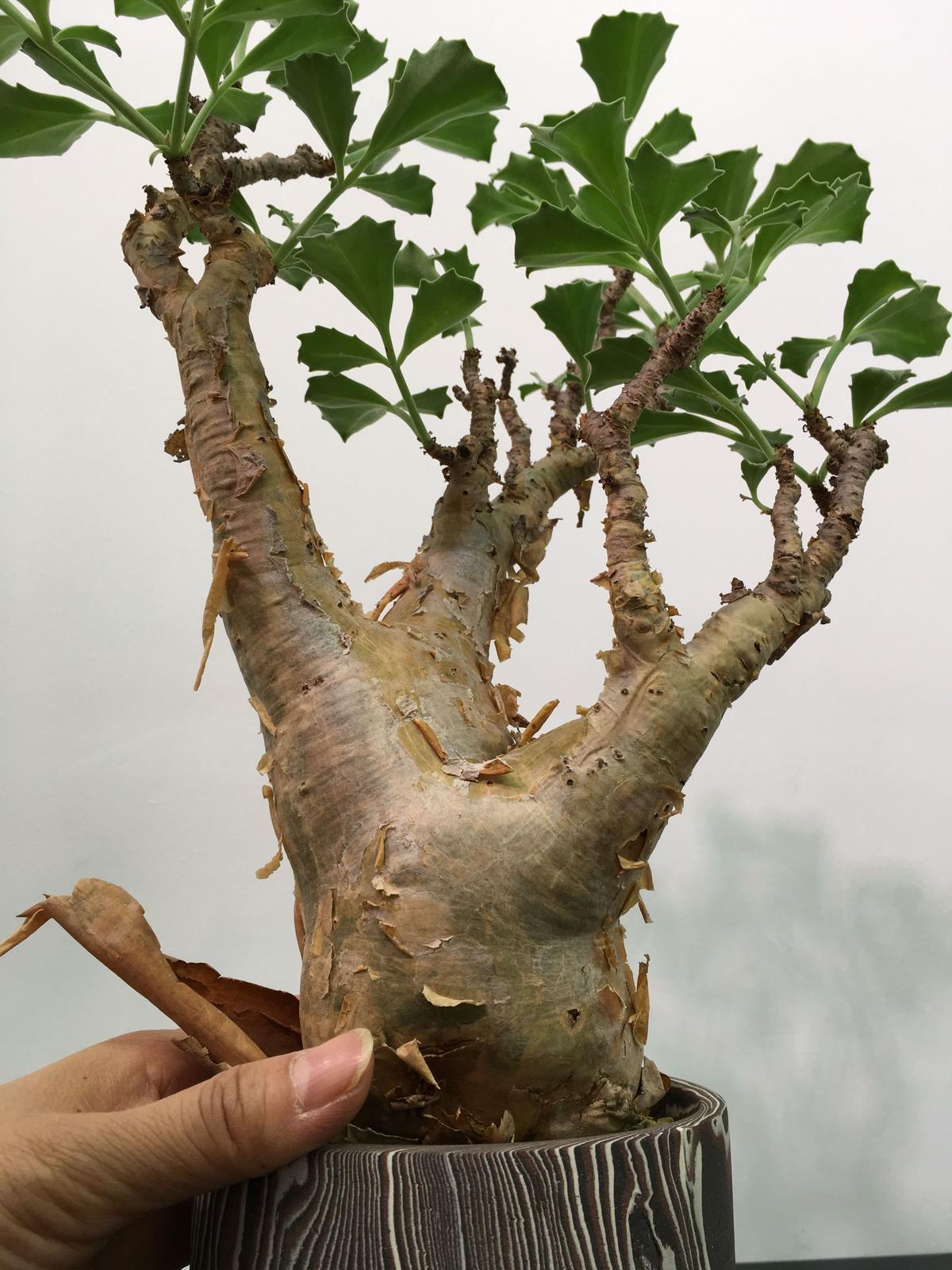 Cyphostemma betiforme キフォステンマ ベティフォルメ | • BOTA...