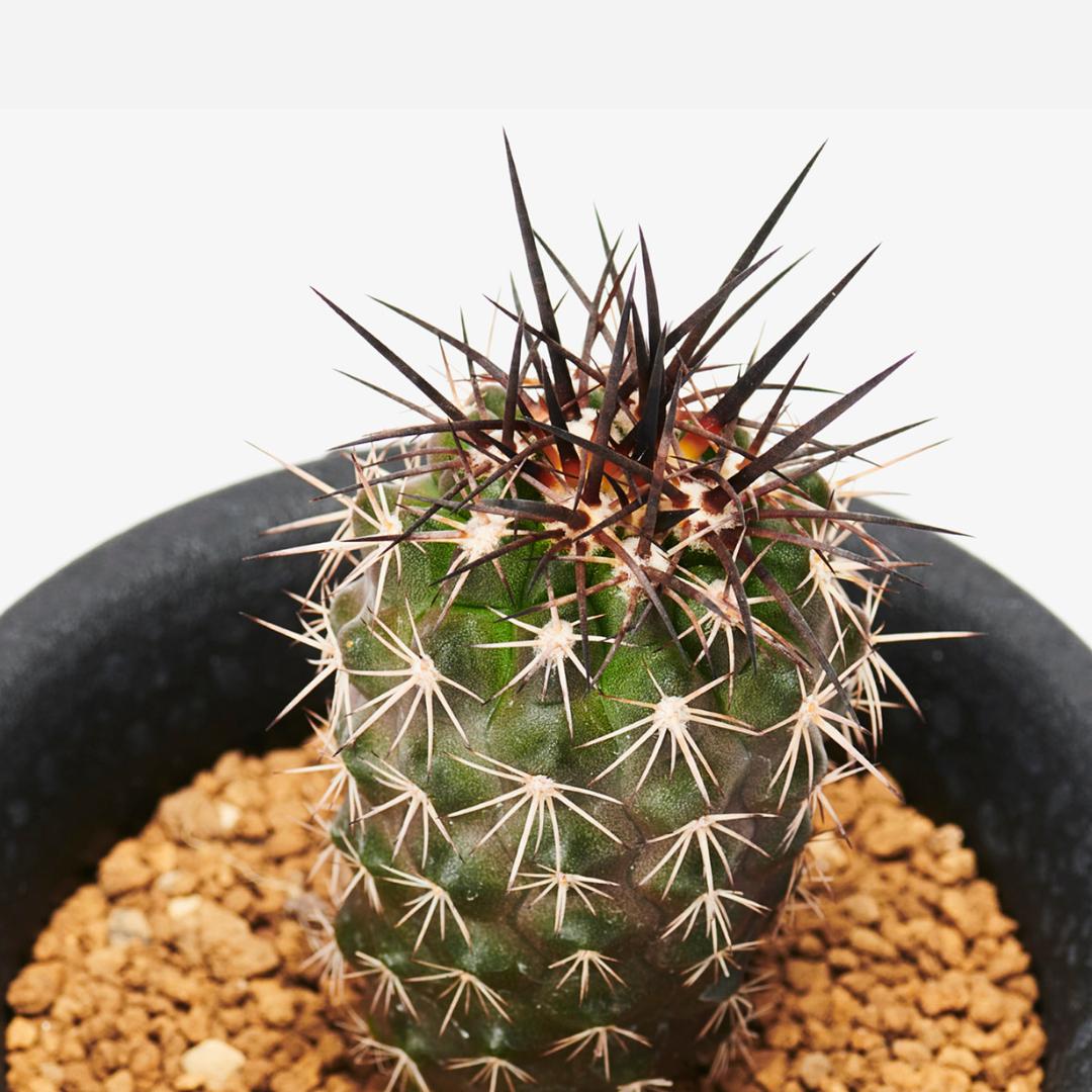 Copiapoa rupestris コピアポア ルペストリス No.053 | PLANTS