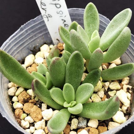 Adromischus phillipsiae Ouberg / フィリプシアエ オウベルフ ...