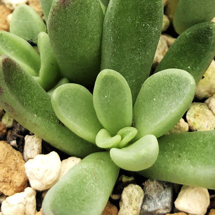 Adromischus phillipsiae Ouberg / フィリプシアエ オウベルフ ...