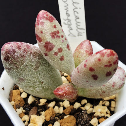 Adromischus filicaulis Komaggas / フィリカウリス コマハス ...