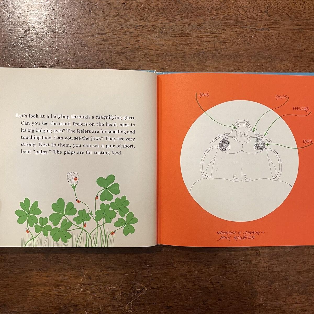 「LADYBUG, LADYBUG, FLY AWAY HOME」Judy Hawes Ed ...