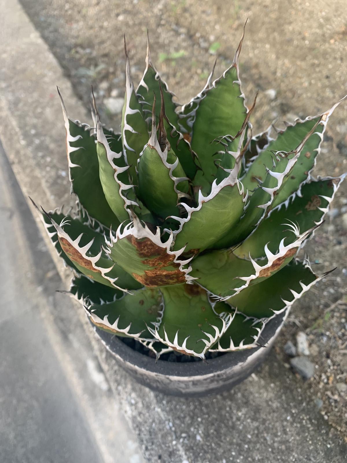 極上agabe horida | GN PLANT