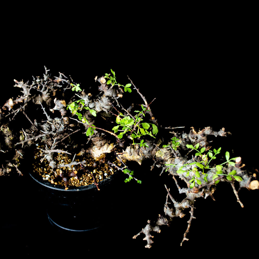 【特大】Commiphora sp. somalia eyl / コミフォラ エイル (微発根...