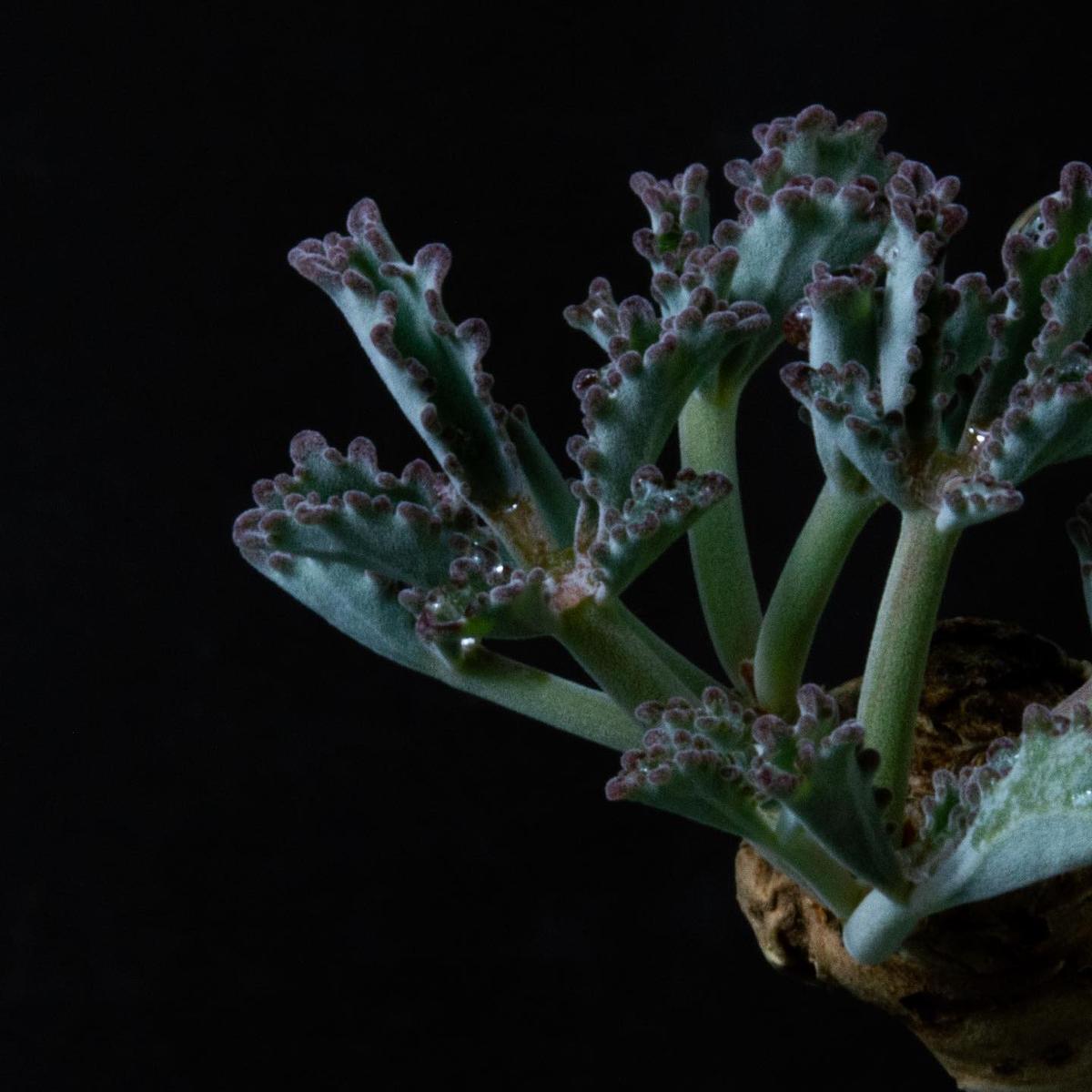 Cyphostemma betiforme Somalia / キフォステンマ ベティフォルメ...