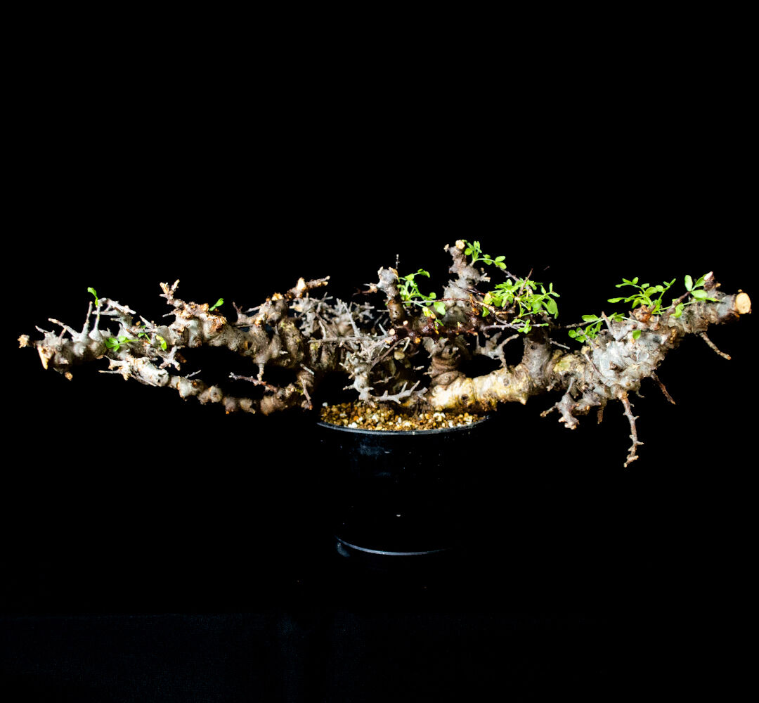 【特大】Commiphora sp. somalia eyl / コミフォラ エイル (微発根...