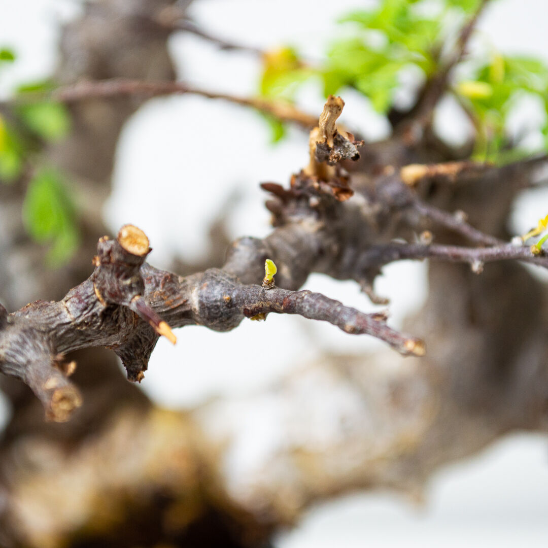 【特大】Commiphora sp. somalia eyl / コミフォラ エイル (微発根...
