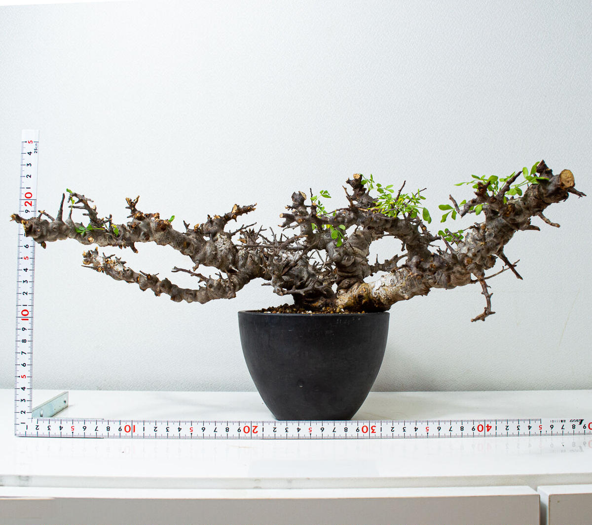 【特大】Commiphora sp. somalia eyl / コミフォラ エイル (微発根...