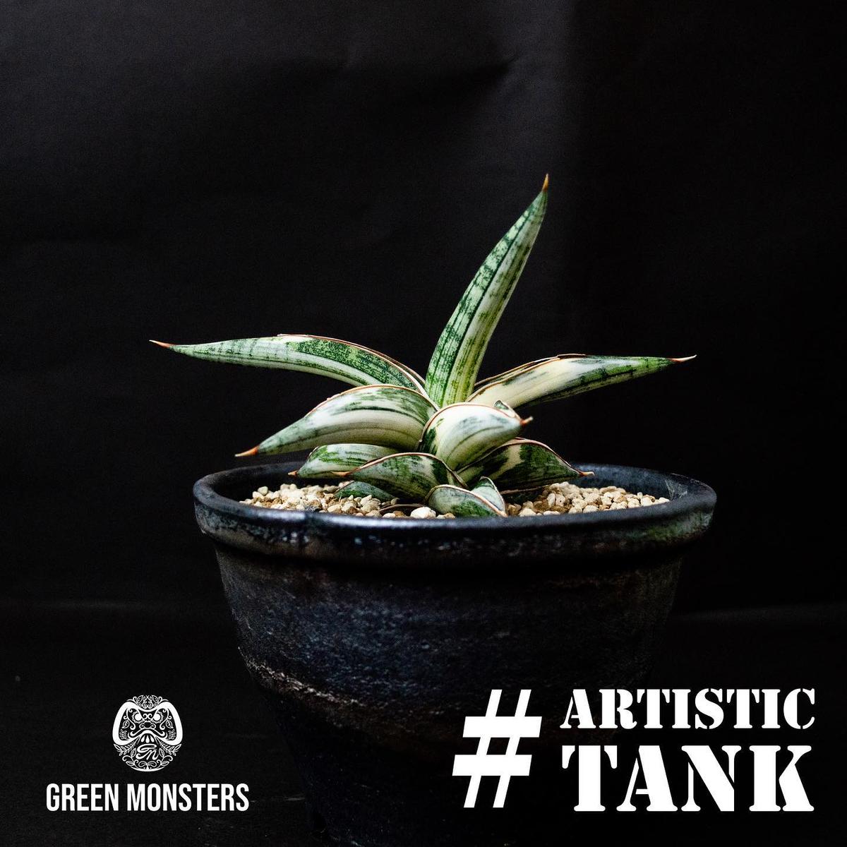 【PL】Sansevieria lav. 1970 Blue Clone variegated...