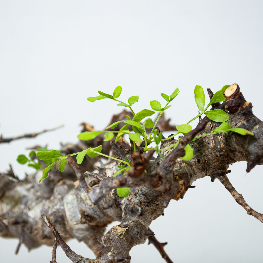 【特大】Commiphora sp. somalia eyl / コミフォラ エイル (微発根...