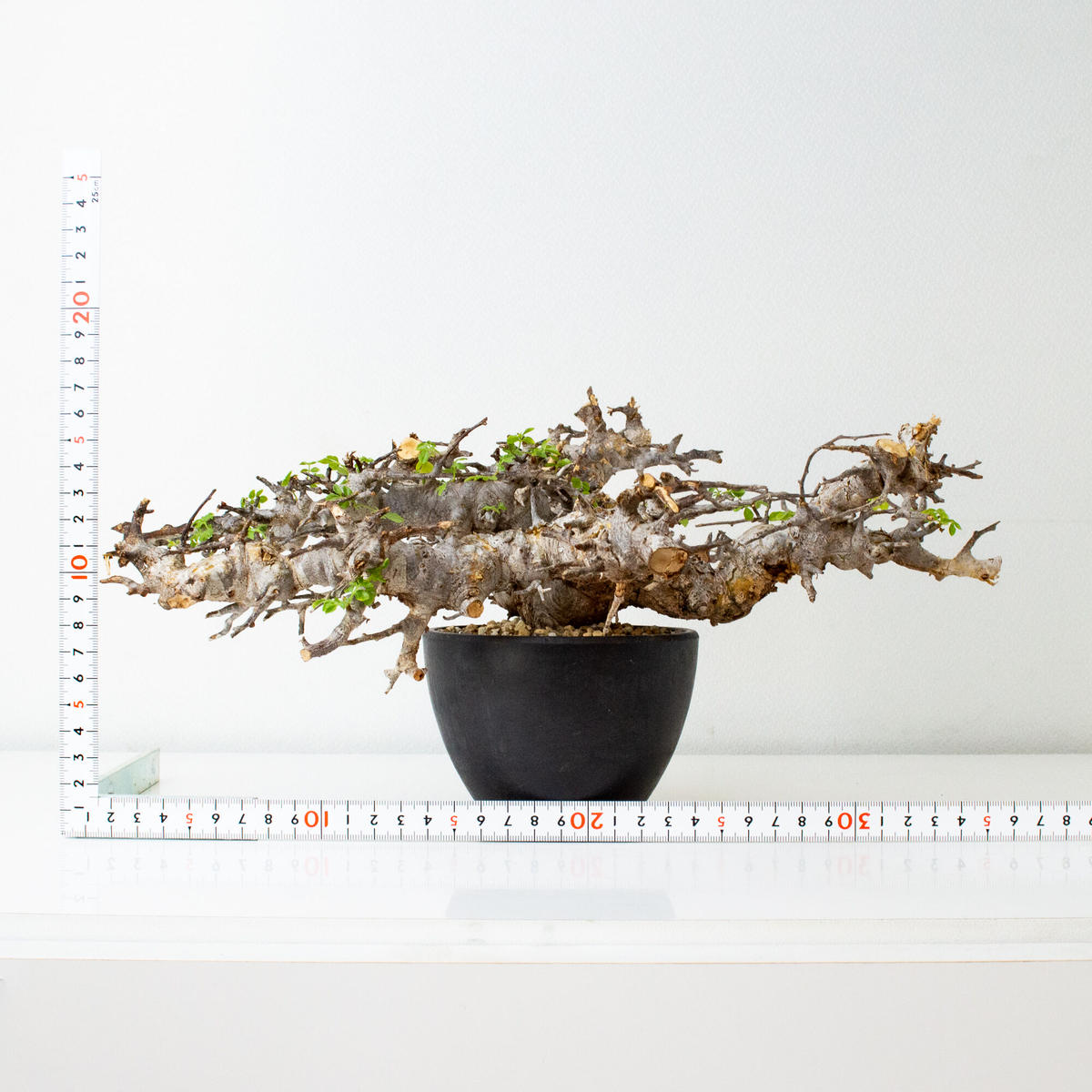 Commiphora sp. somalia eyl / コミフォラ エイル (微発根)