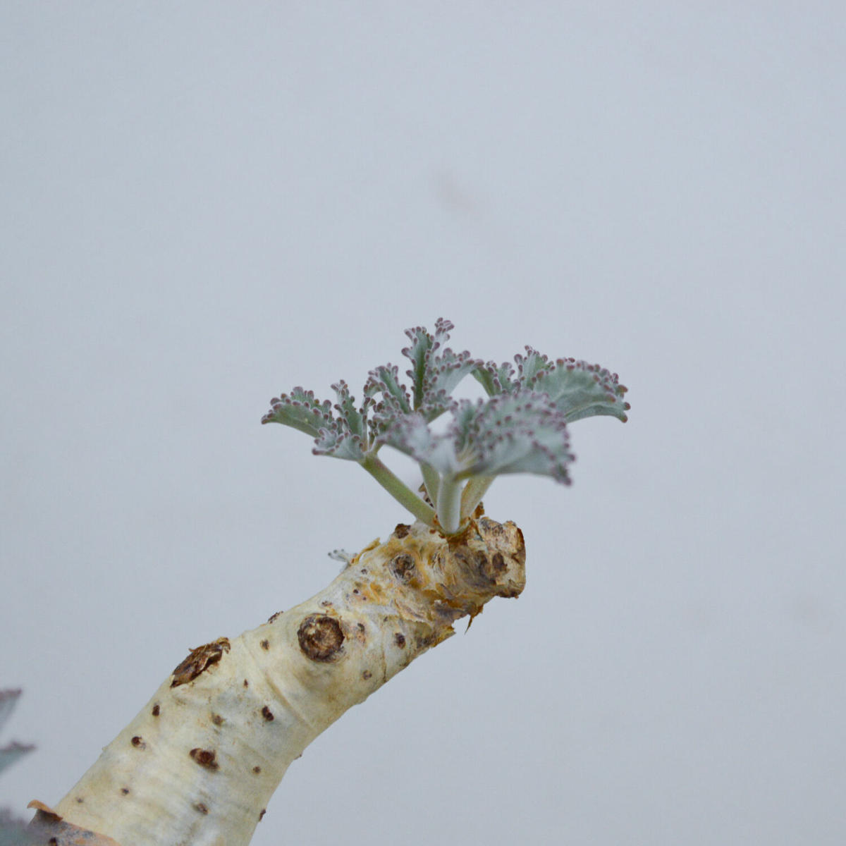 Cyphostemma betiforme Somalia / キフォステンマ ベティフォルメ...