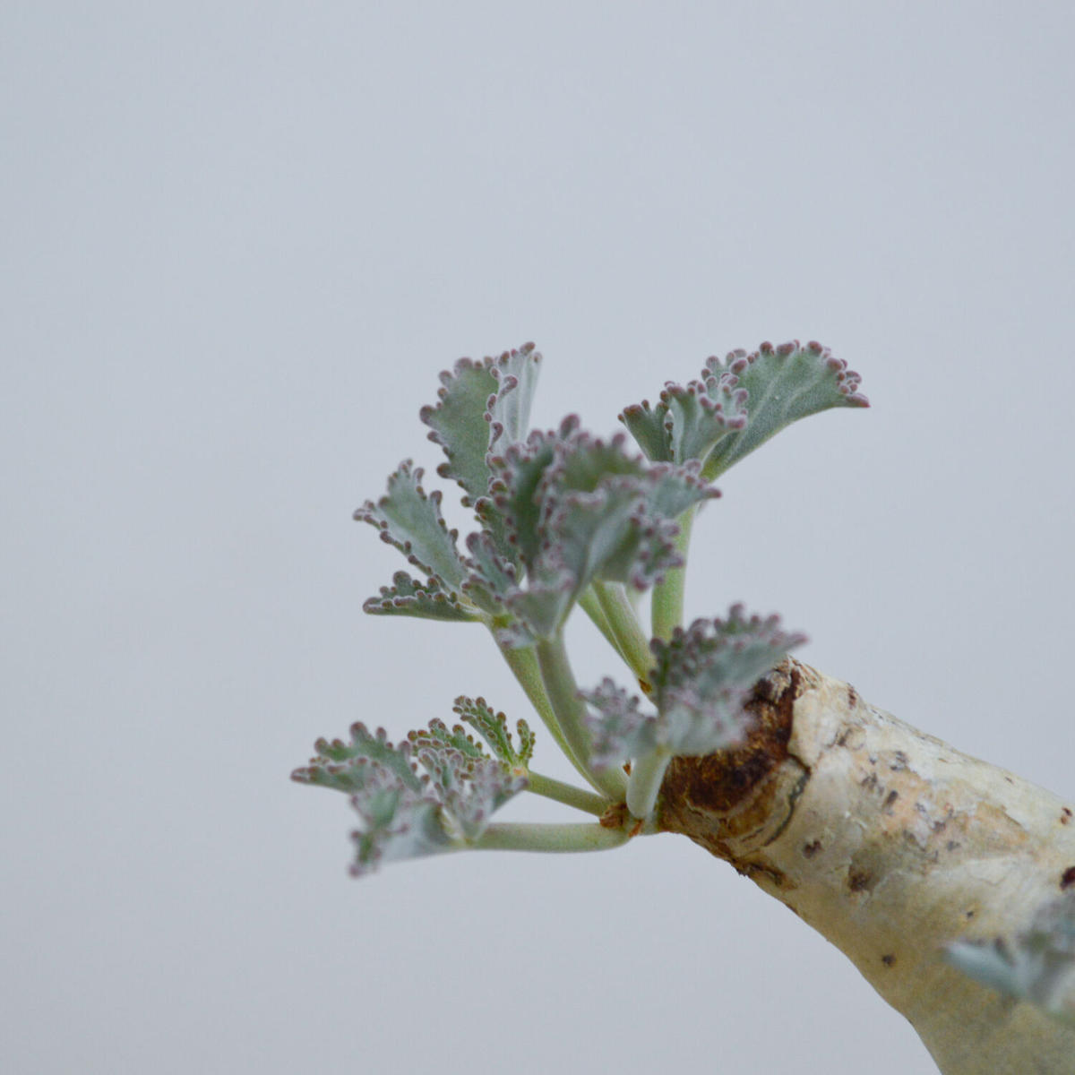 Cyphostemma betiforme Somalia / キフォステンマ ベティフォルメ...