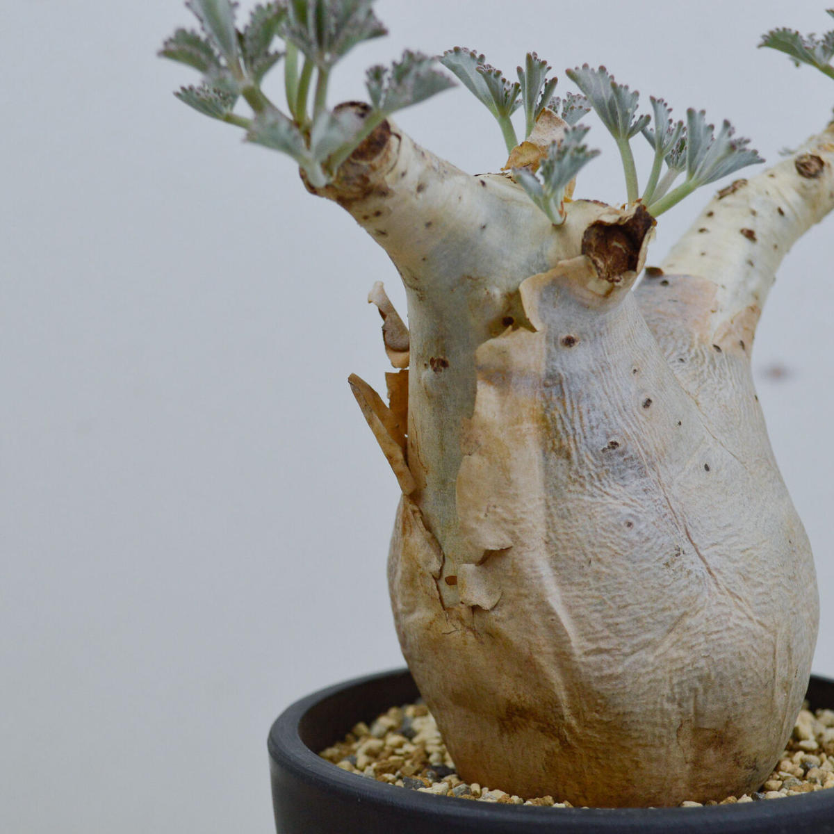 Cyphostemma betiforme Somalia / キフォステンマ ベティフォルメ...