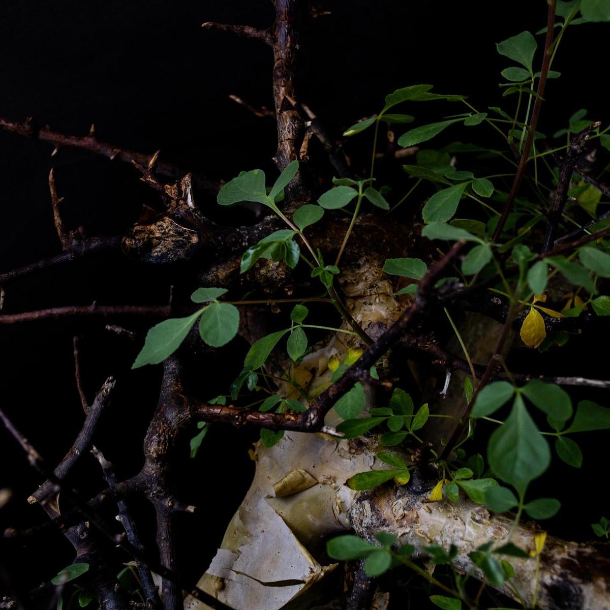 【PL】Commiphora kataf ver. turkanensis / コミフォラ カ...