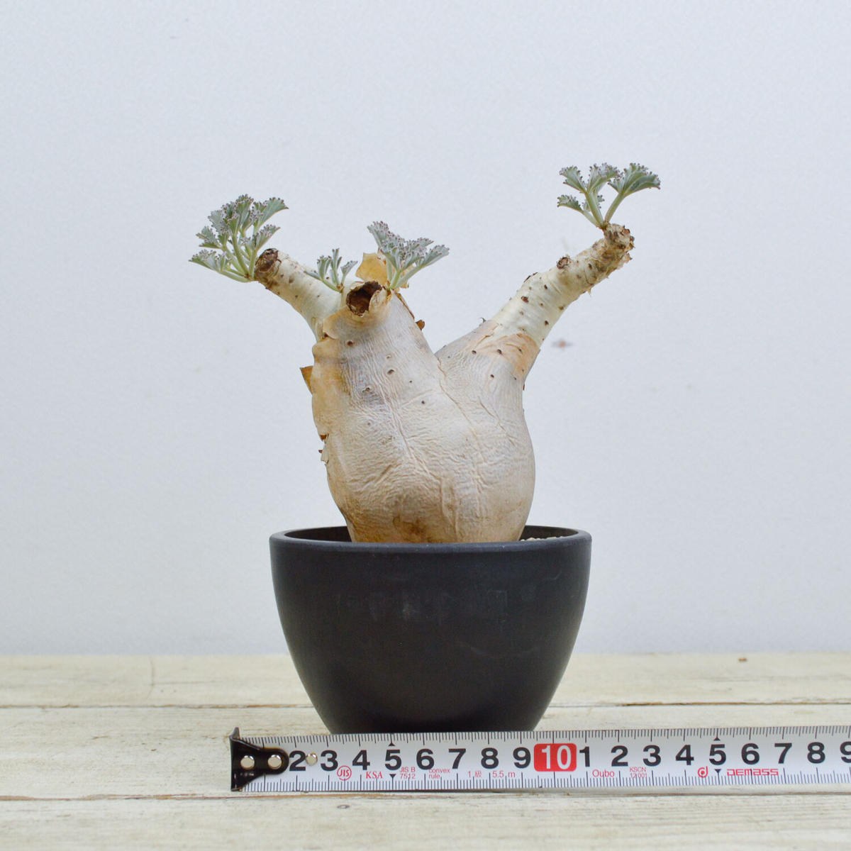 Cyphostemma betiforme Somalia / キフォステンマ ベティフォルメ...