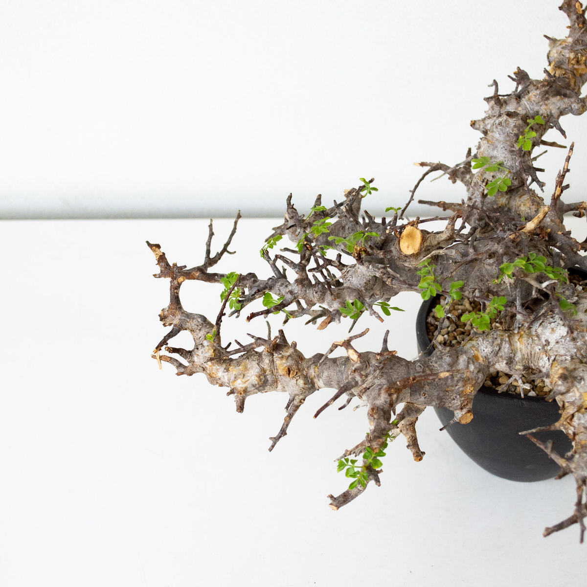 Commiphora sp. somalia eyl / コミフォラ エイル (微発根)