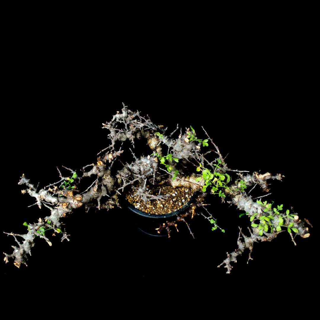 【特大】Commiphora sp. somalia eyl / コミフォラ エイル (微発根...