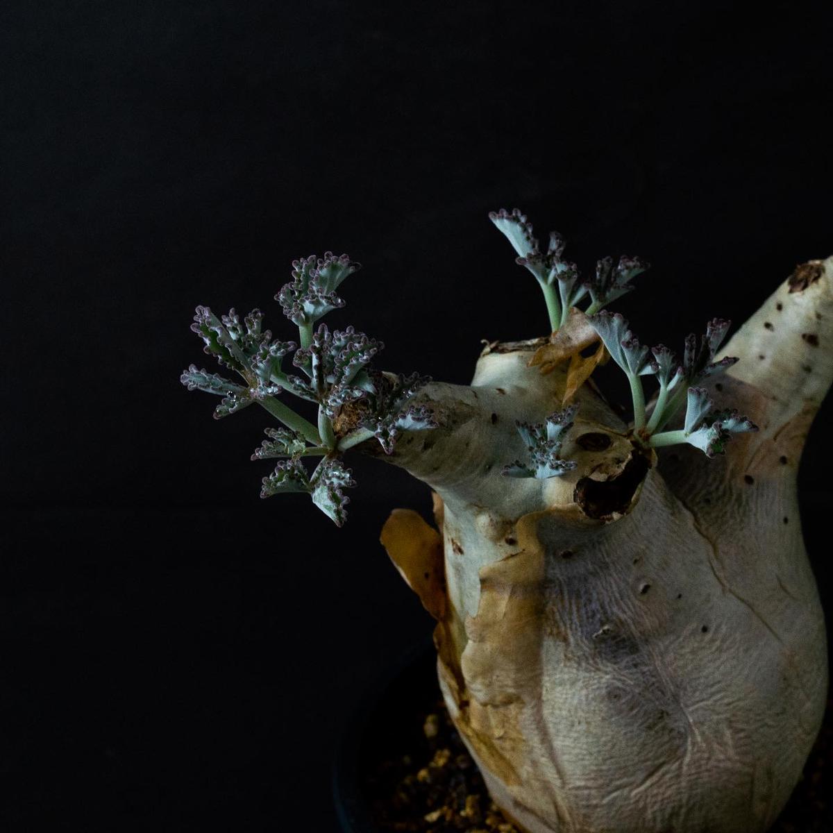 Cyphostemma betiforme Somalia / キフォステンマ ベティフォルメ...