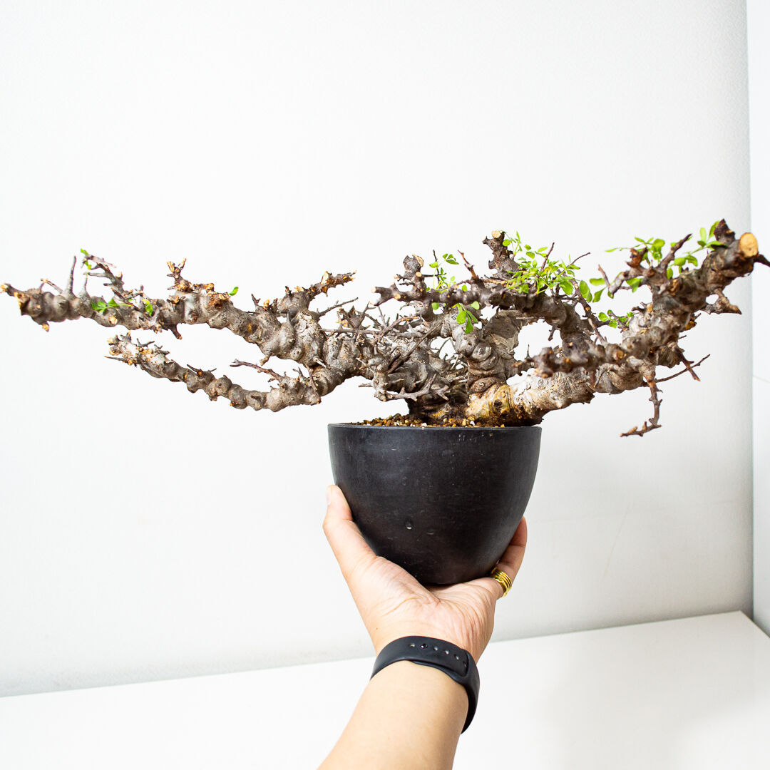 【特大】Commiphora sp. somalia eyl / コミフォラ エイル (微発根...
