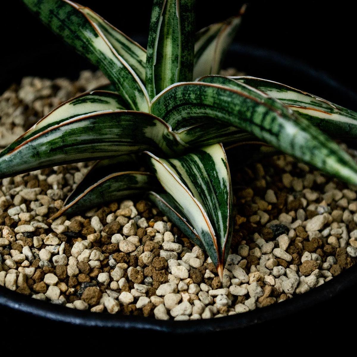 【PL】Sansevieria lav. 1970 Blue Clone variegated...
