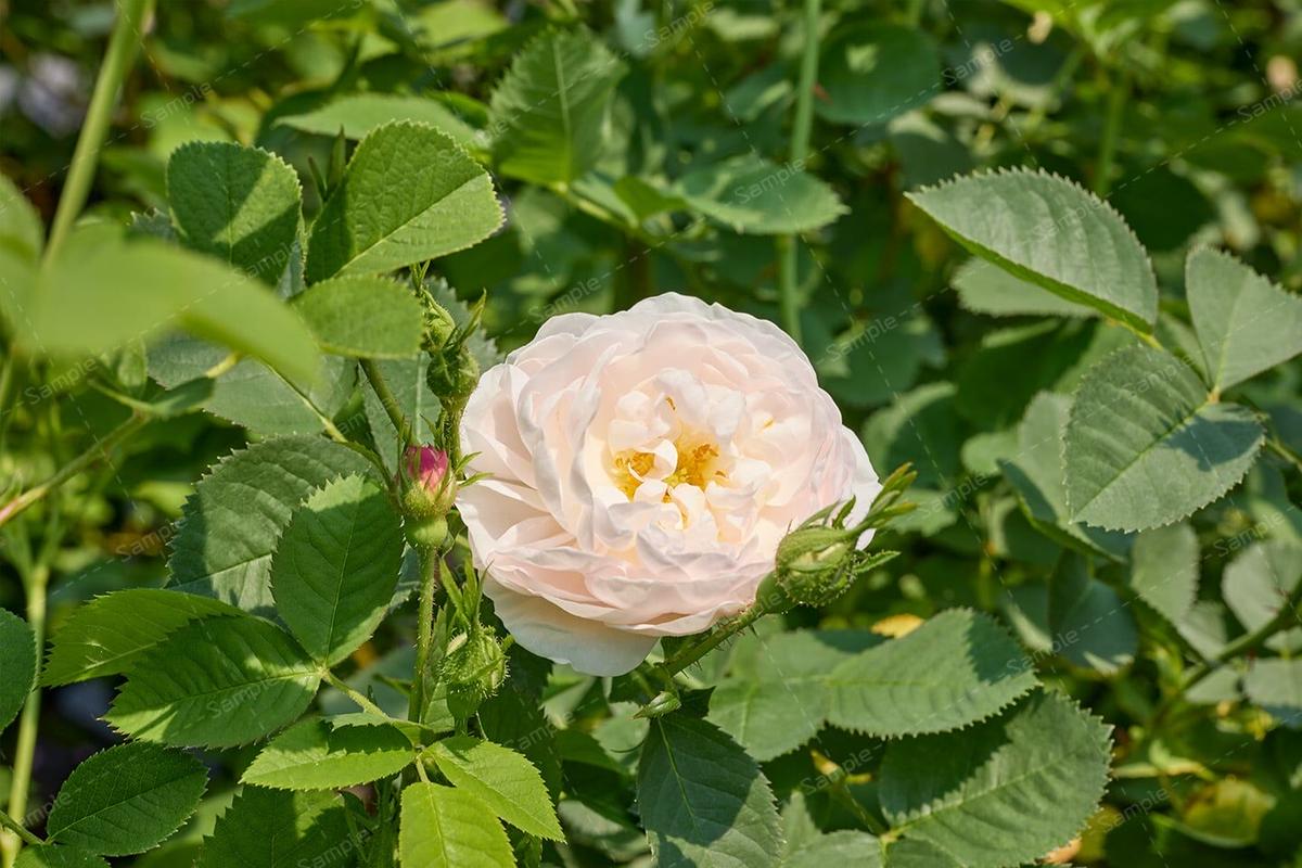 アルバ マキシマ - Alba Maxima ＜花写真＞ | 姫野ばら園八ヶ岳農場 写真販売店