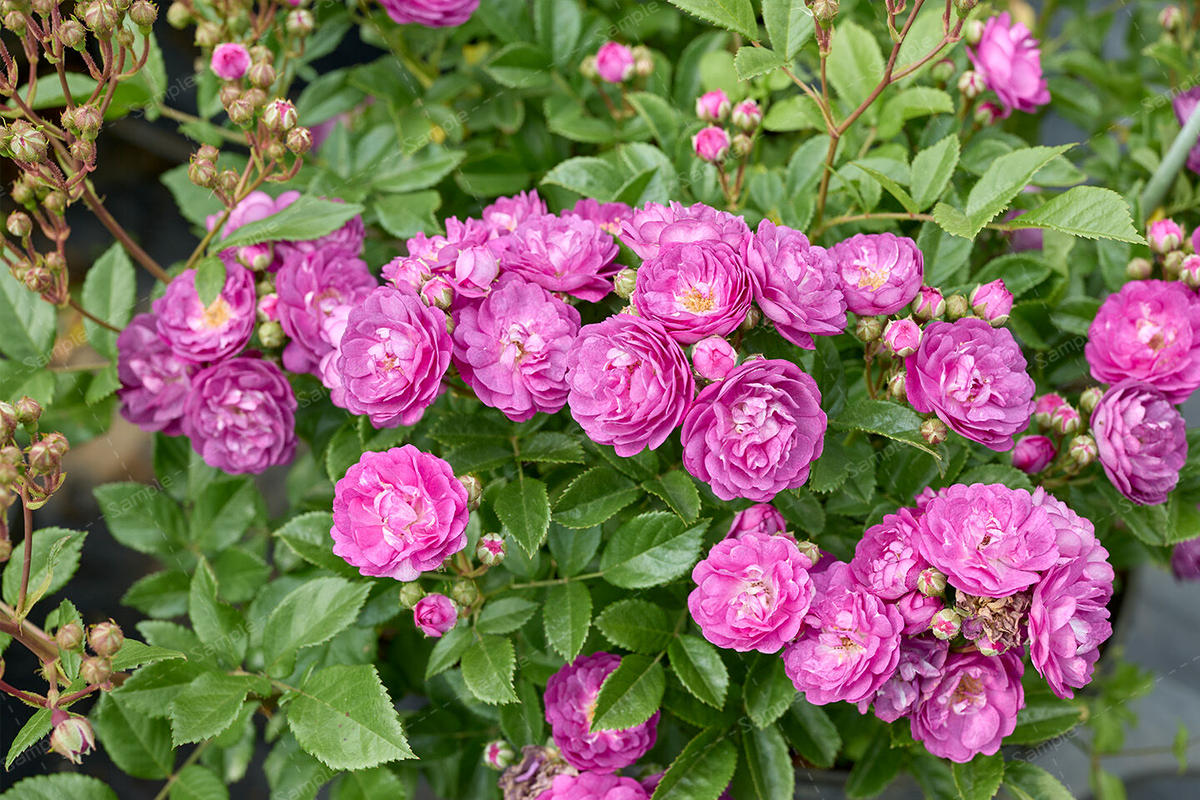 ベビー フォーラック - Baby Faurax ＜花写真＞ | 姫野ばら園八ヶ岳農場 写真販売店