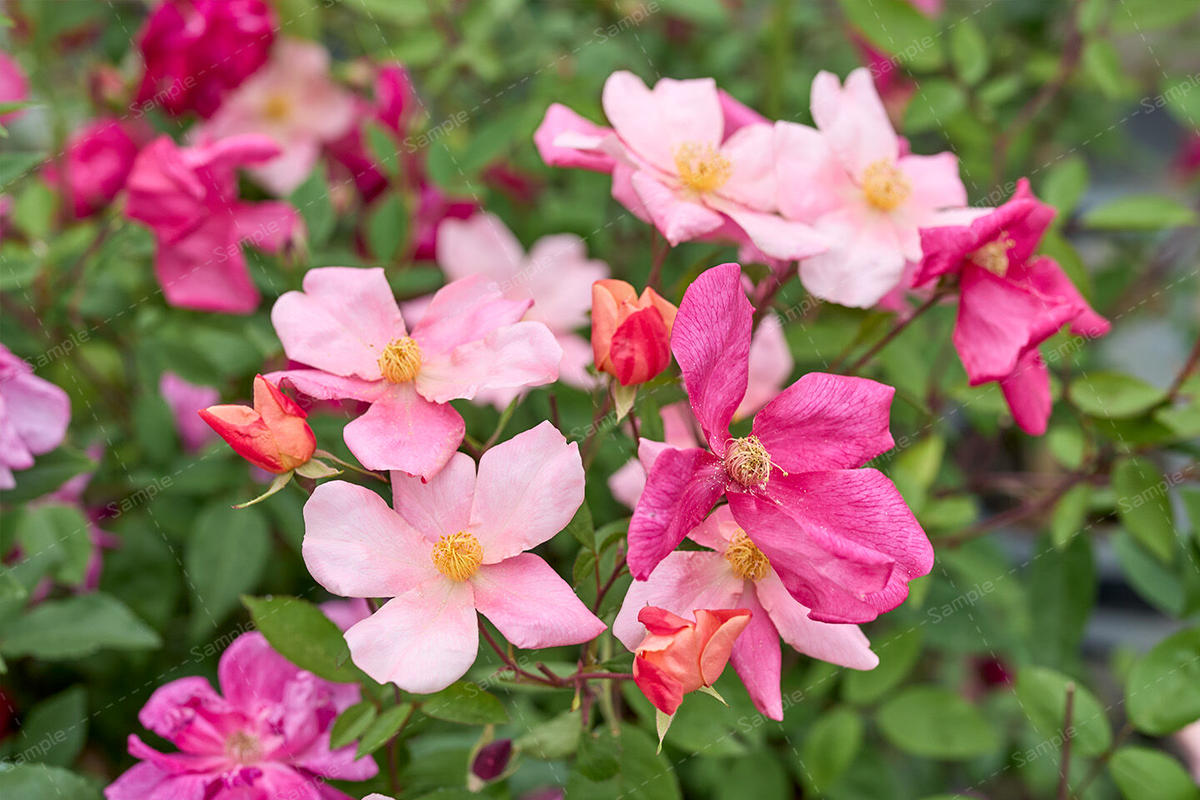 ムタビリス - Mutabilis ＜花写真＞ | 姫野ばら園八ヶ岳農場 写真販売店