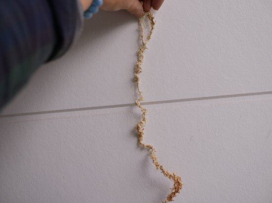 水苔 Spag moss AAAAランク 240L | インテリアグリーンとギフトプランツコー...