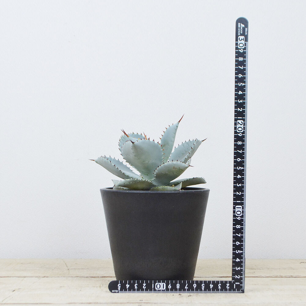 アガベ ブルーウェーブ | Agave blue wave | interiorplants