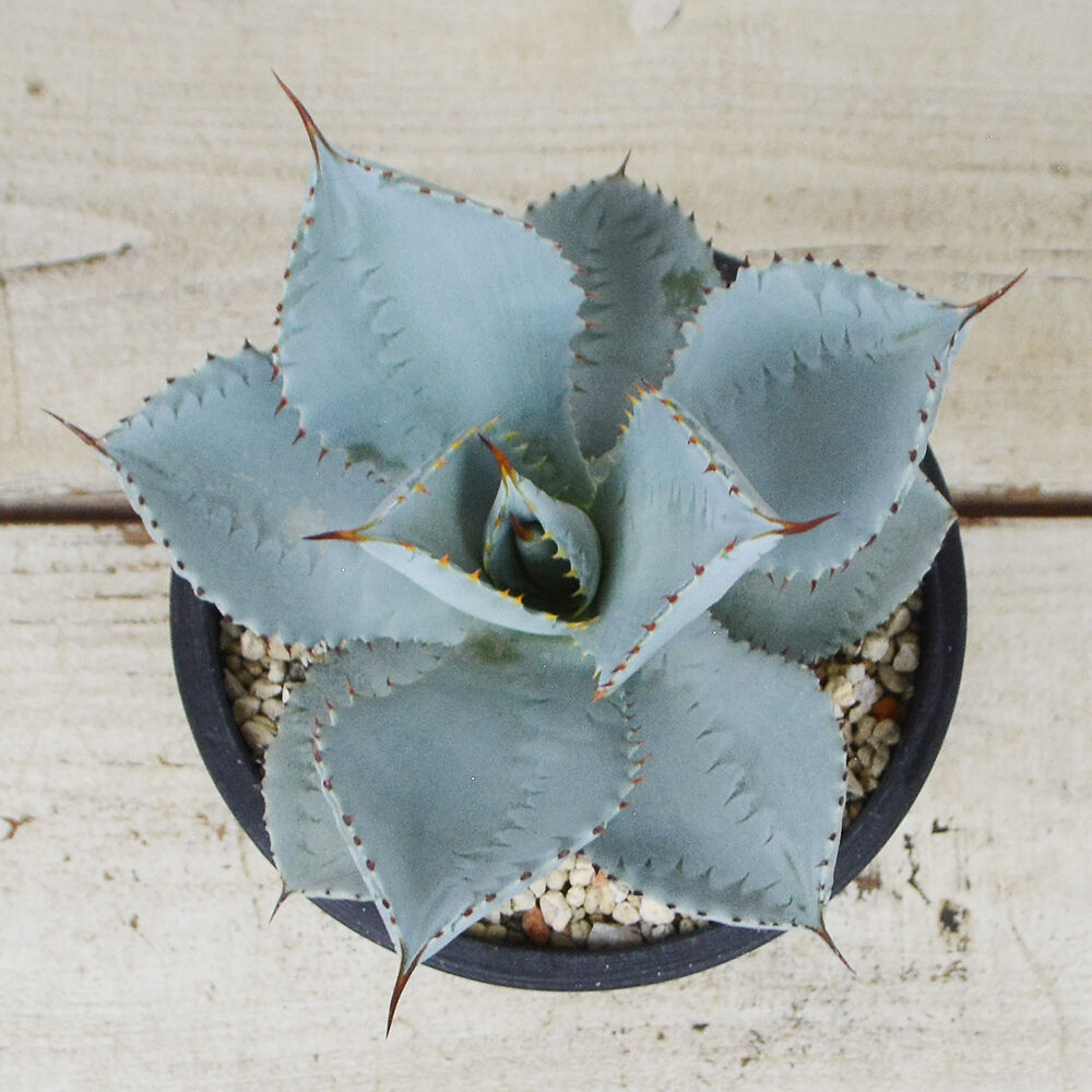 アガベ ブルーウェーブ | Agave blue wave | interiorplants