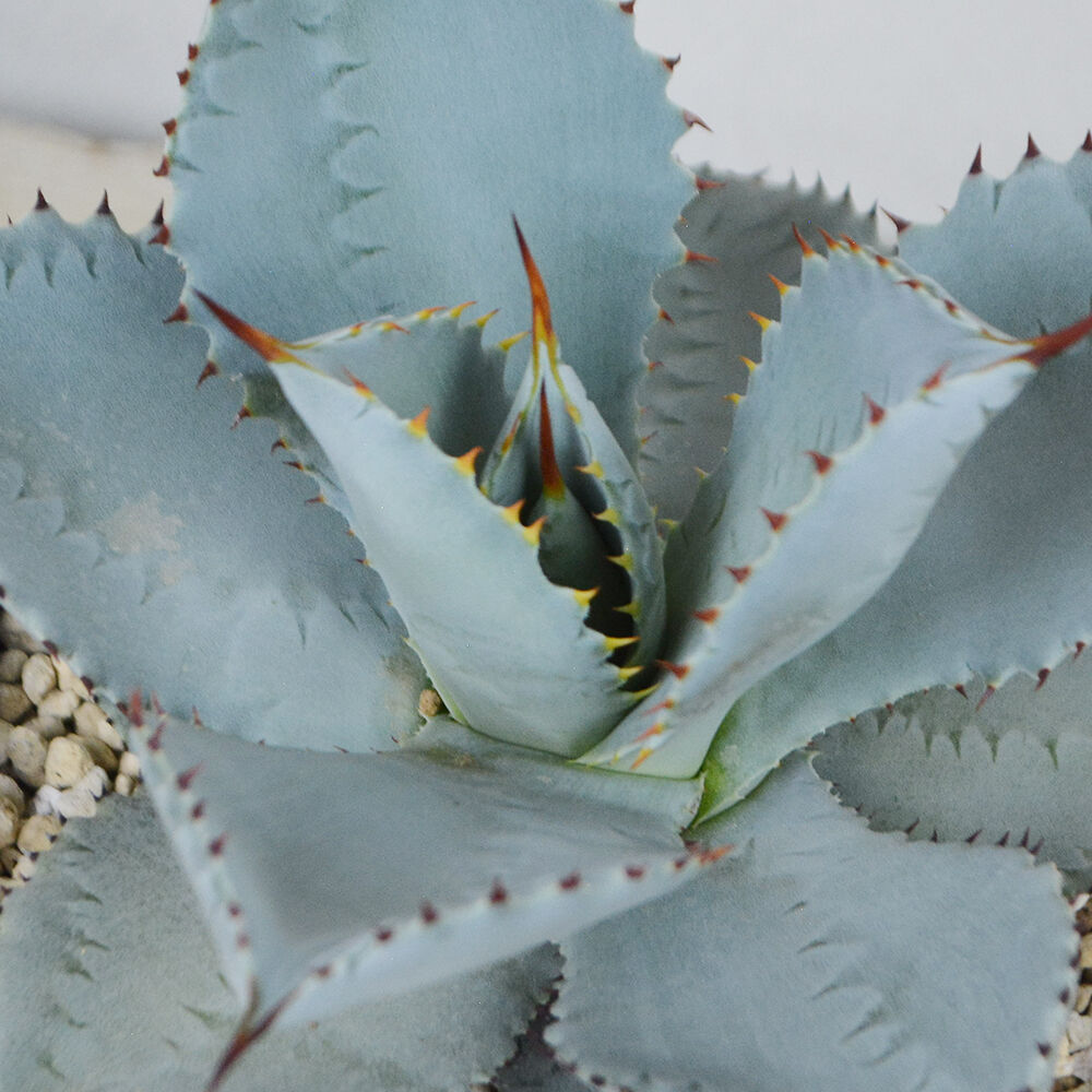 アガベ ブルーウェーブ | Agave blue wave | interiorplants