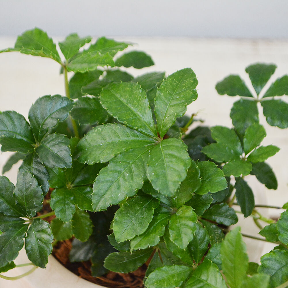 シュガーバイン | Parthenocissus sugarvine | interior...