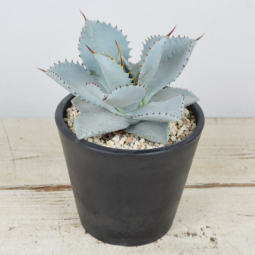 アガベ ブルーウェーブ | Agave blue wave | interiorplants