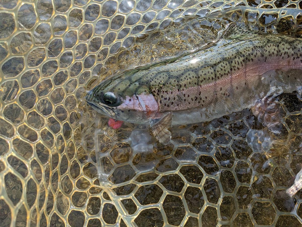 MASU NO UMEBOSHI (ピンク) | J＆TROUT