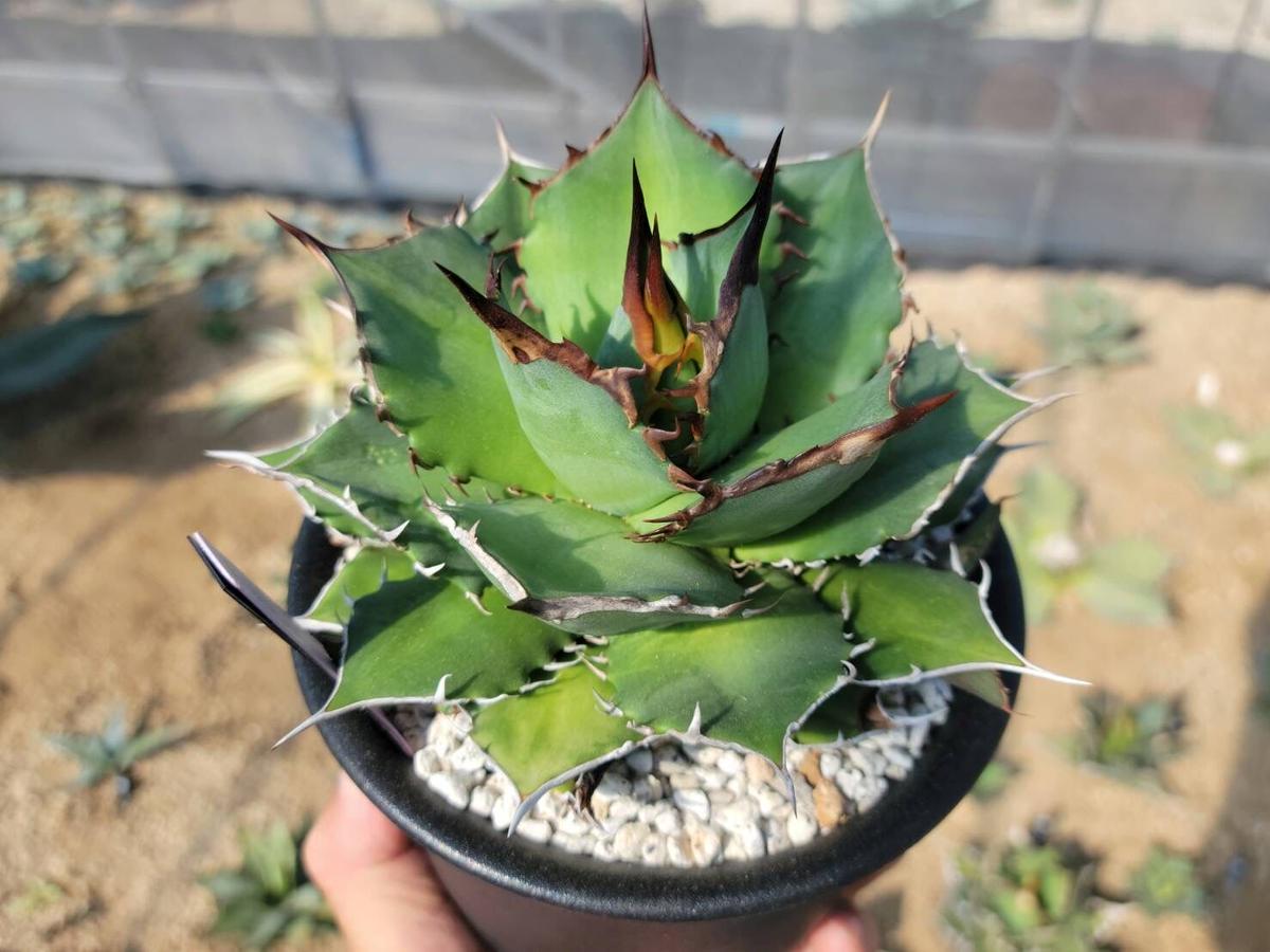 趣 agave titanota ball type大 | カトーエンゲー