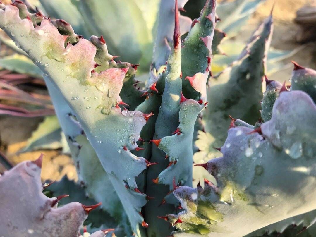agave kristenii×potatorum | カトーエンゲー