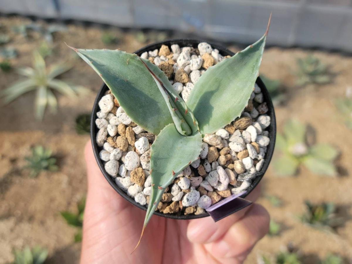 agave ovatifolia vanzie variegata | カトーエンゲー