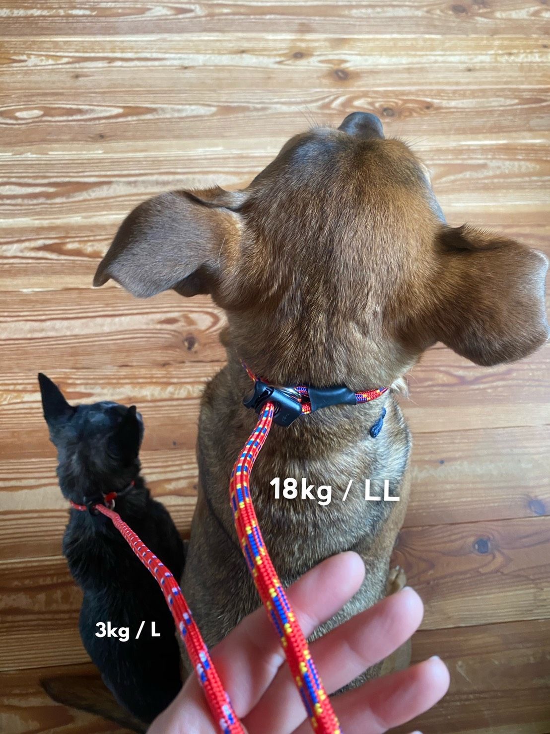 KONAO'Sトレーニングリーシュ （太） | DOGSPIRIT