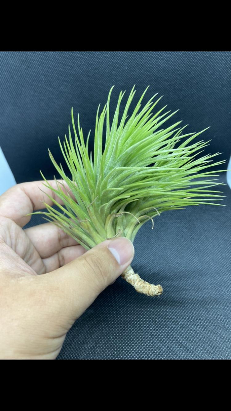 T.Paul T ( ionantha × funckiana) | 【Good Field...