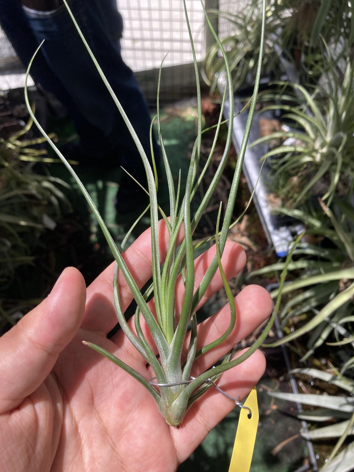 Ꭲ.Crackerjack (excerta x bulbosa) | 【Good Field...