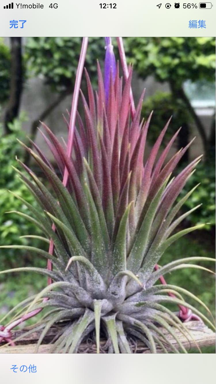 T.ionantha penito | 【Good Field】エアープランツ専門店