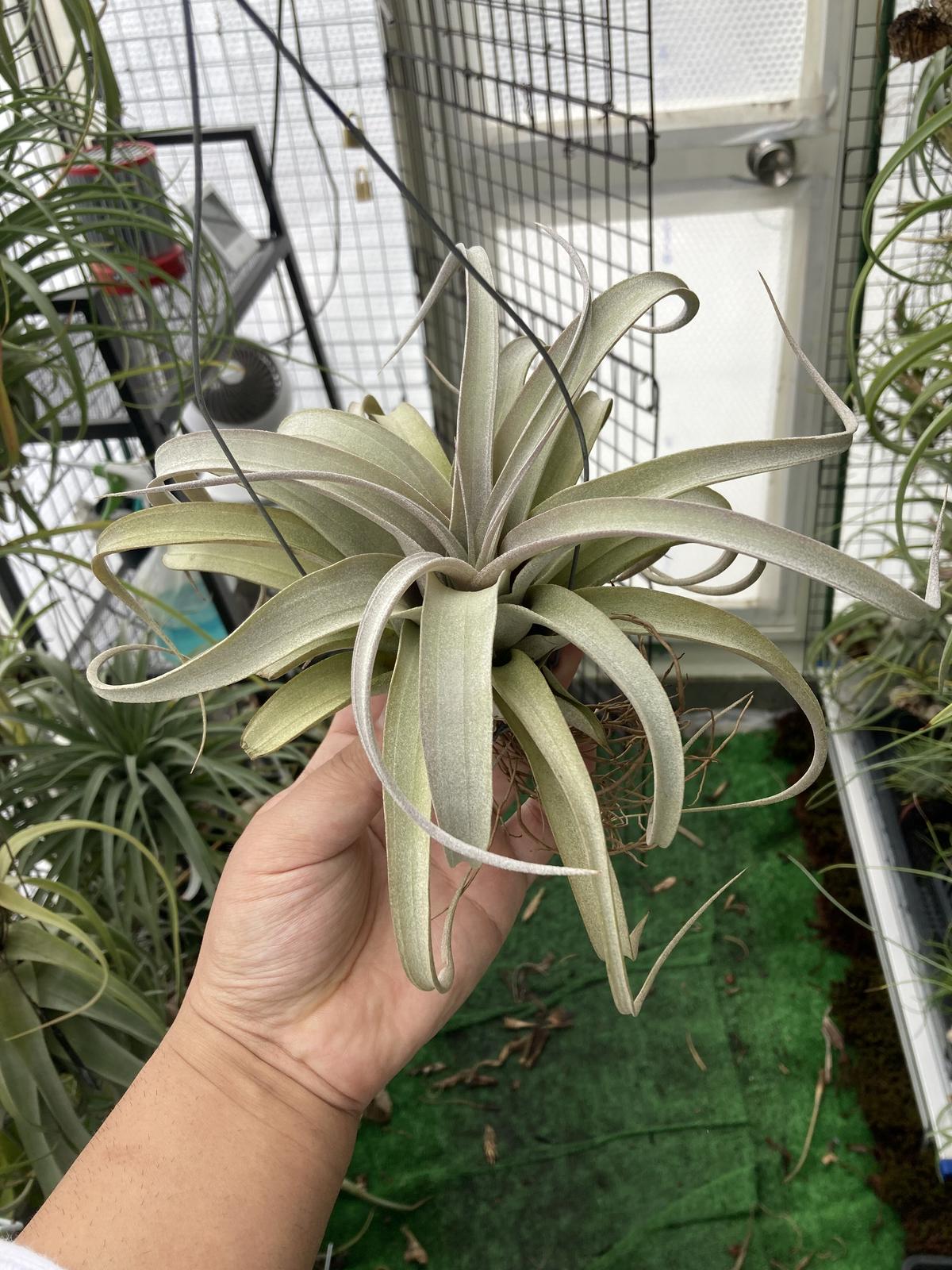 T.chiapensis × T.xerographica (No.2) | 【Good F...
