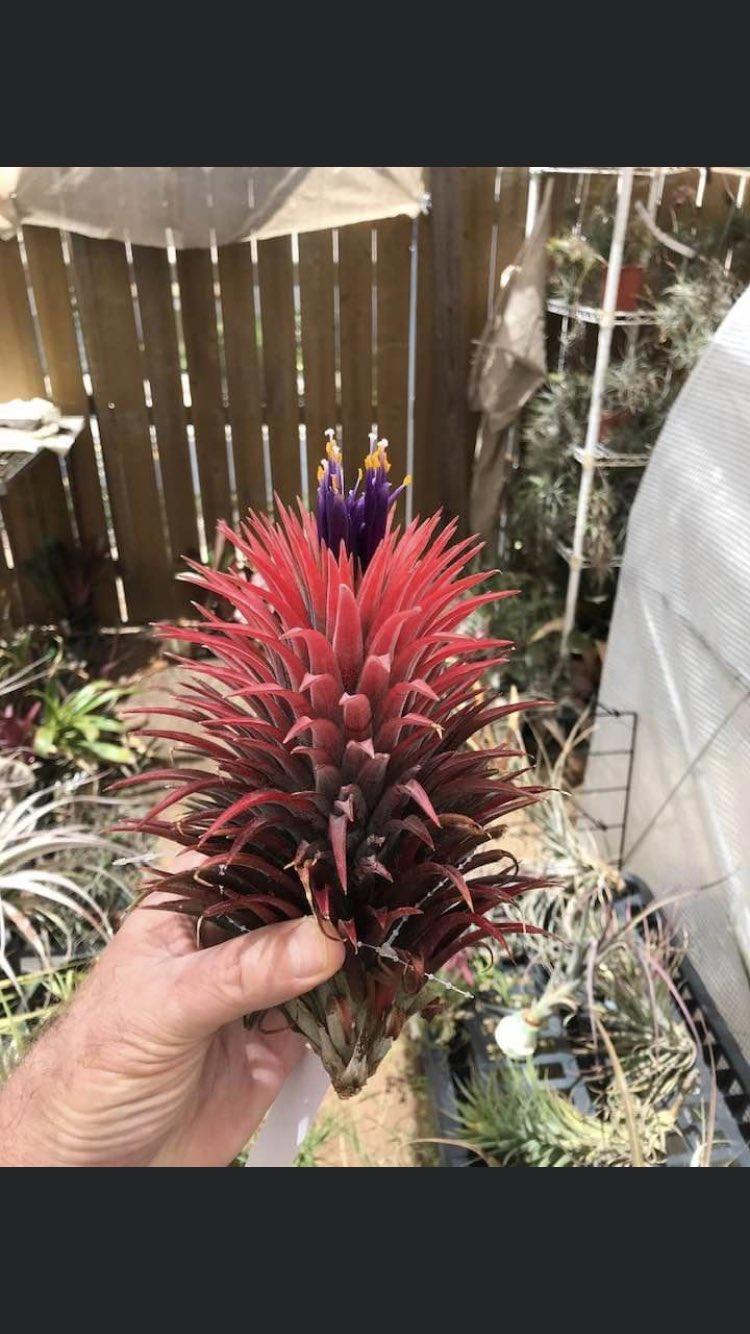 T.ionantha Mad Max | 【Good Field】エアープランツ専門店