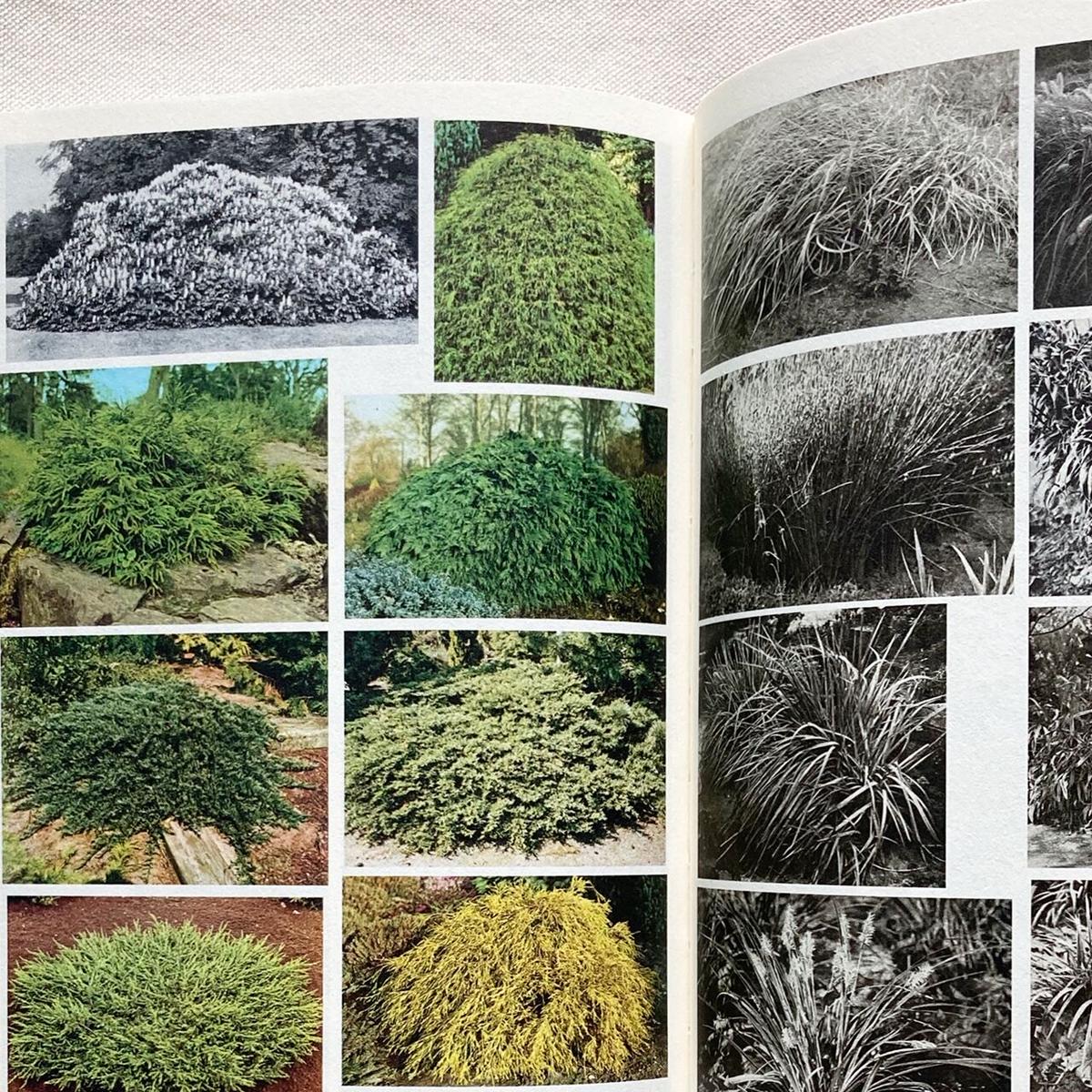 Anne Geene｜Book of Plants | 曲線