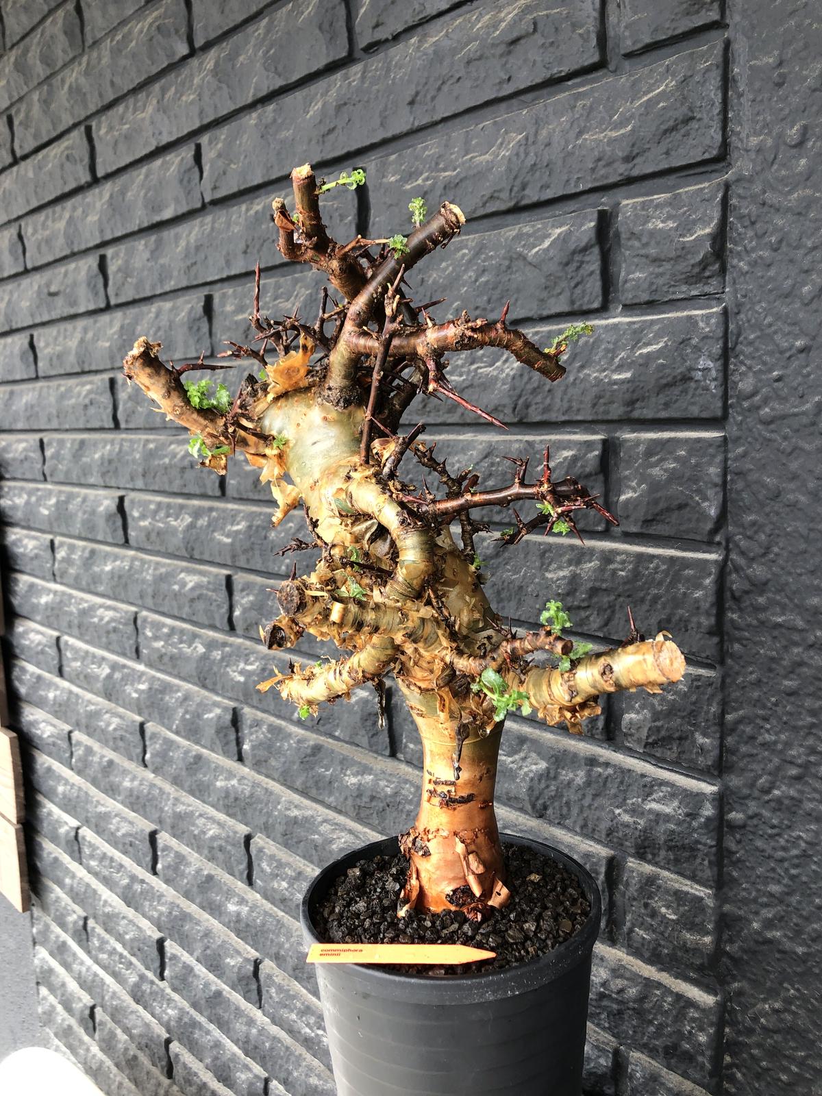 commiphora eminii《LL size》※現地球発根後店主国内管理6年株※極太幹を...