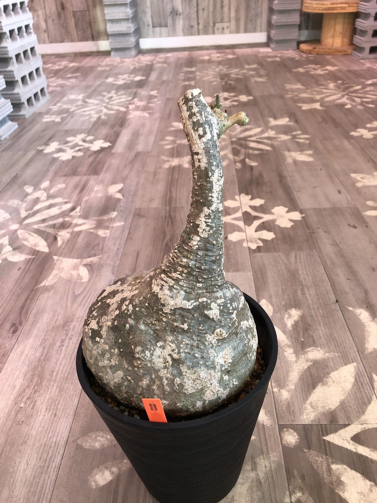 adenia stylosa《XL size》 | plants holic ...